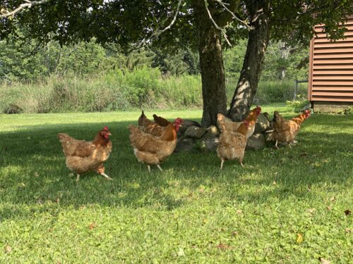 how to protect free-range chickens | Simple Living Country Gal