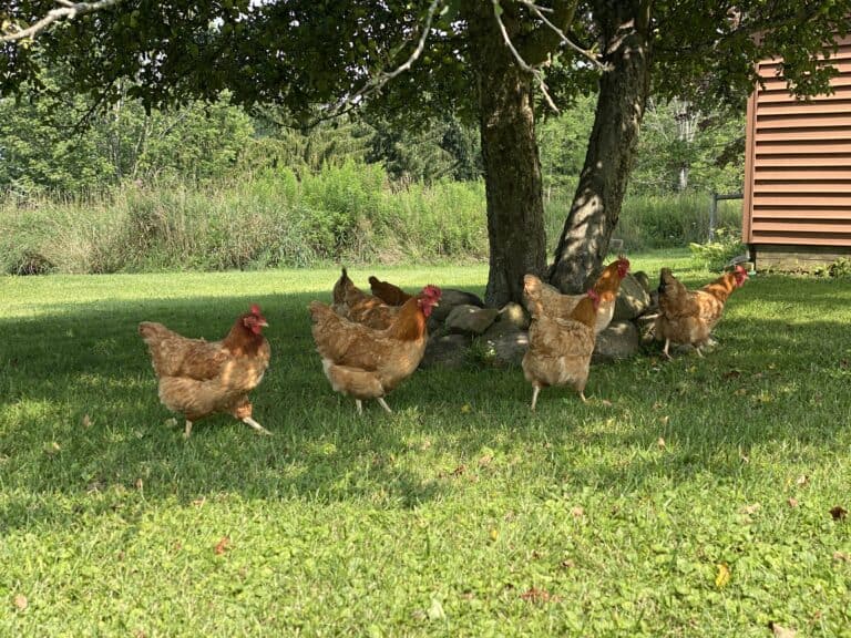 how to protect free-range chickens | Simple Living Country Gal