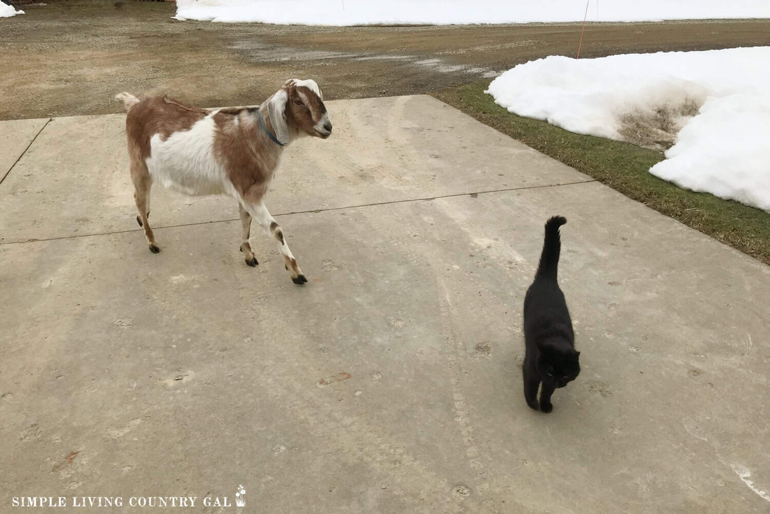 how to keep goats without a fence | Simple Living Country Gal