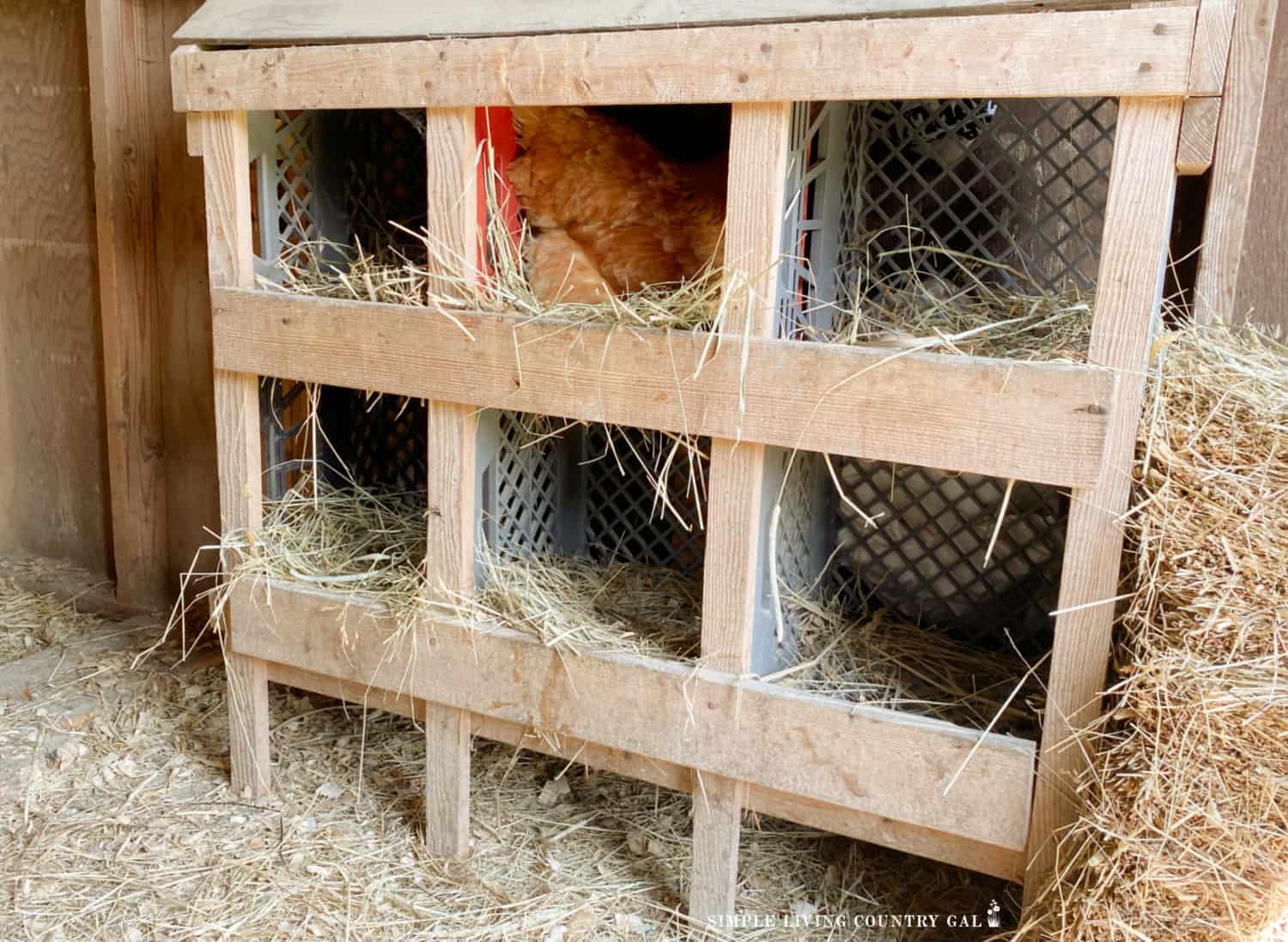 Inside Chicken Coop Layout Tips for Beginners | Simple Living Country Gal