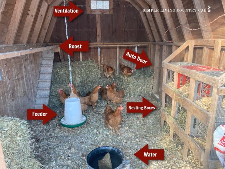 Inside Chicken Coop Layout Tips for Beginners | Simple Living Country Gal