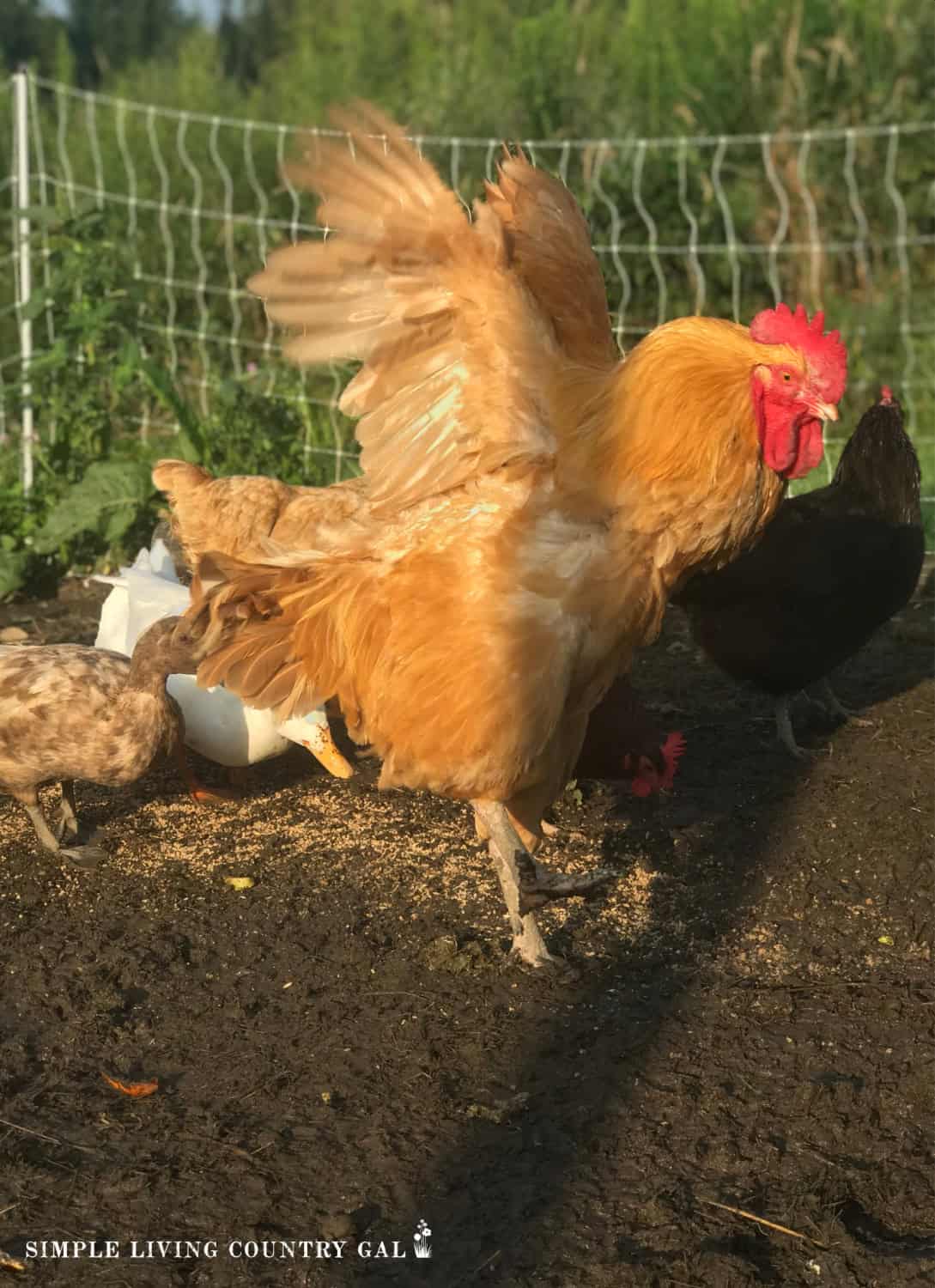 how to protect free-range chickens | Simple Living Country Gal