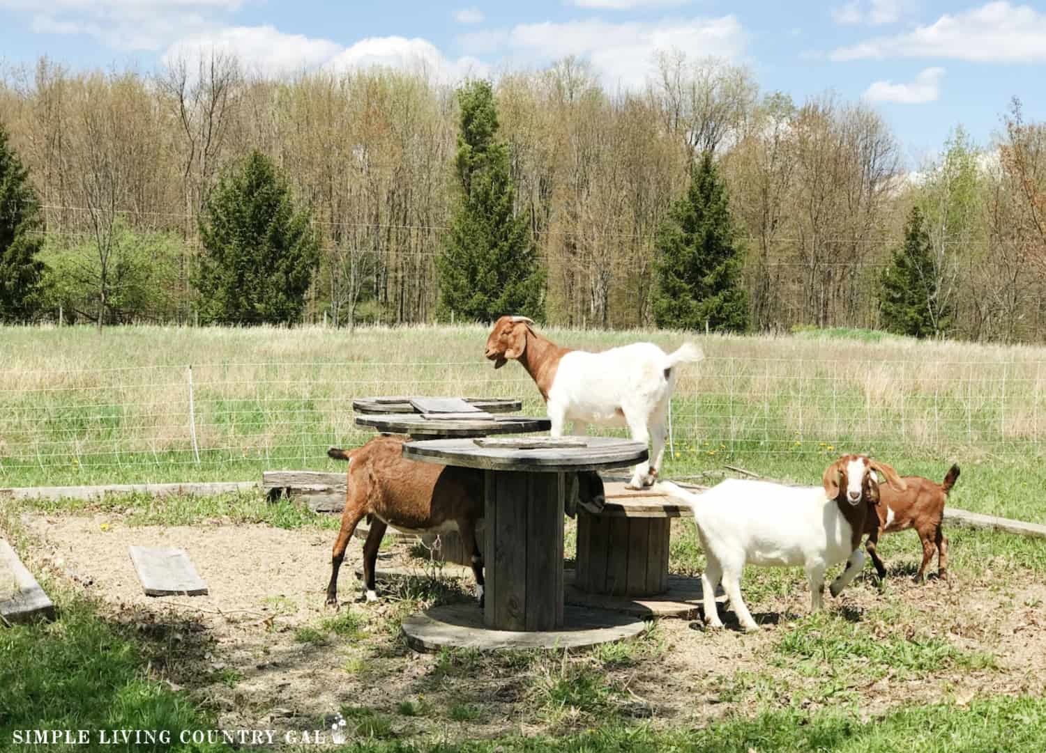 goat supplies list | Simple Living Country Gal