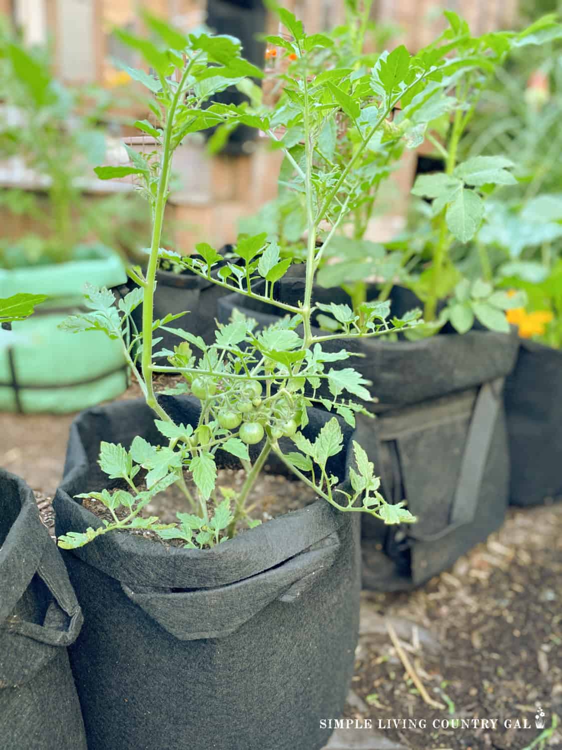 Beginner's Guide to Growing Cherry Tomatoes in Pots | Simple Living ...