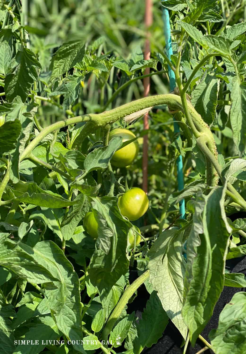 Beginner's Guide to Growing Cherry Tomatoes in Pots | Simple Living ...