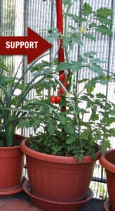 Beginner's Guide to Growing Cherry Tomatoes in Pots | Simple Living Country Gal