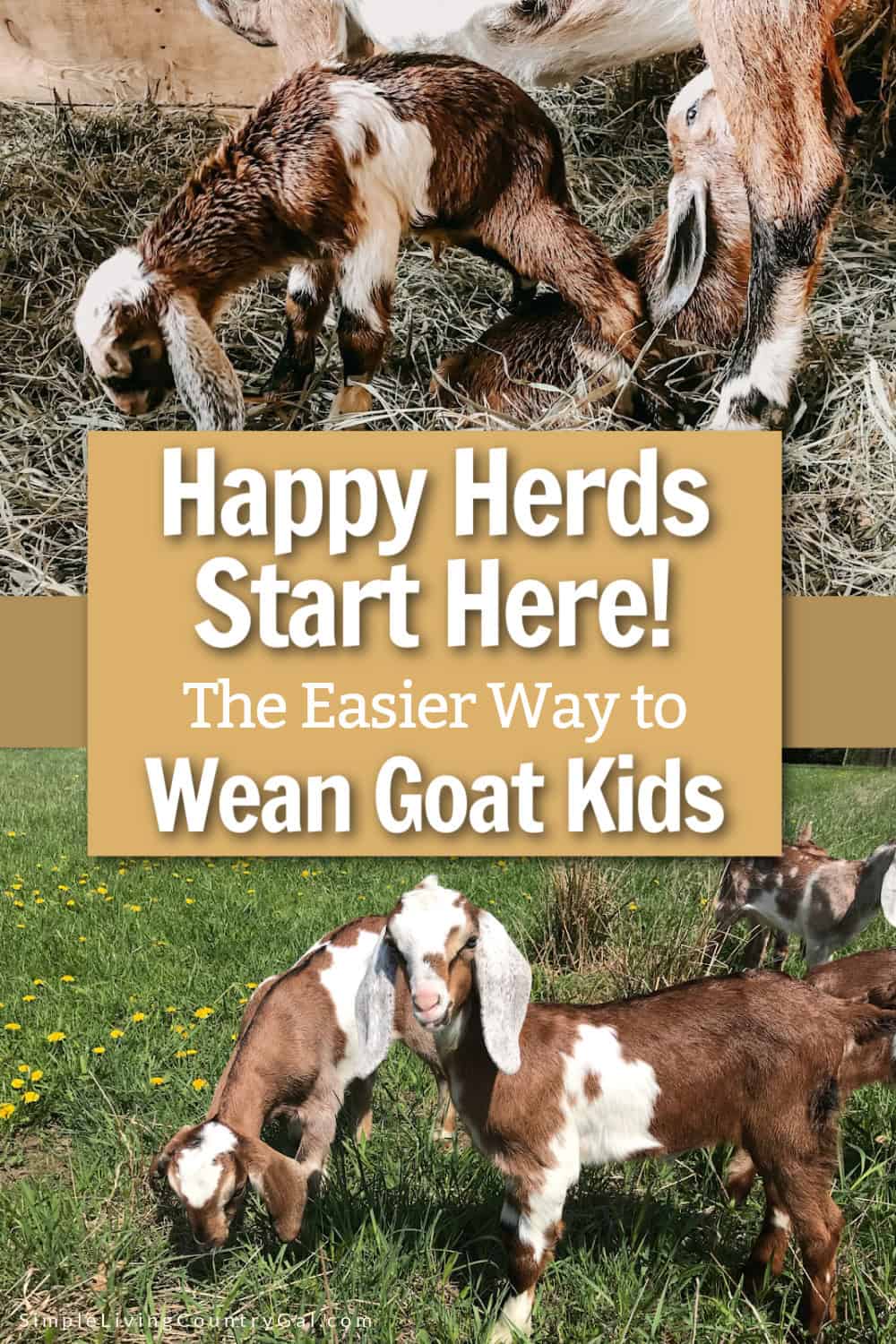 When and How to Wean Goat Kids: A Complete Guide | Simple Living ...