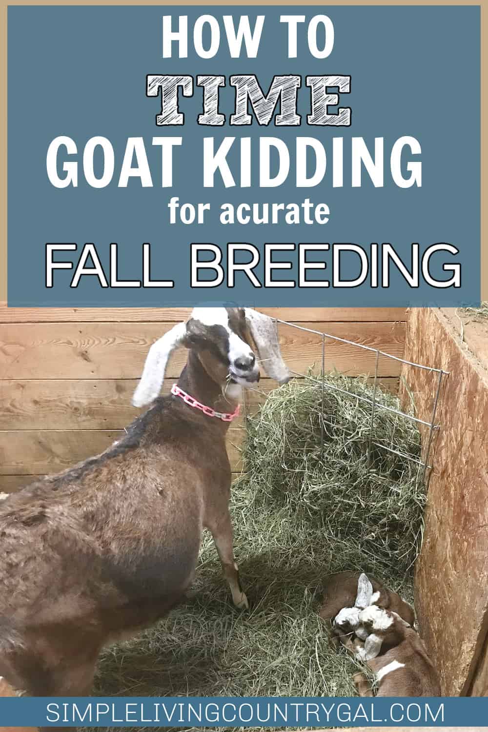 when to breed goats-Timing now Matters Later | Simple Living Country Gal