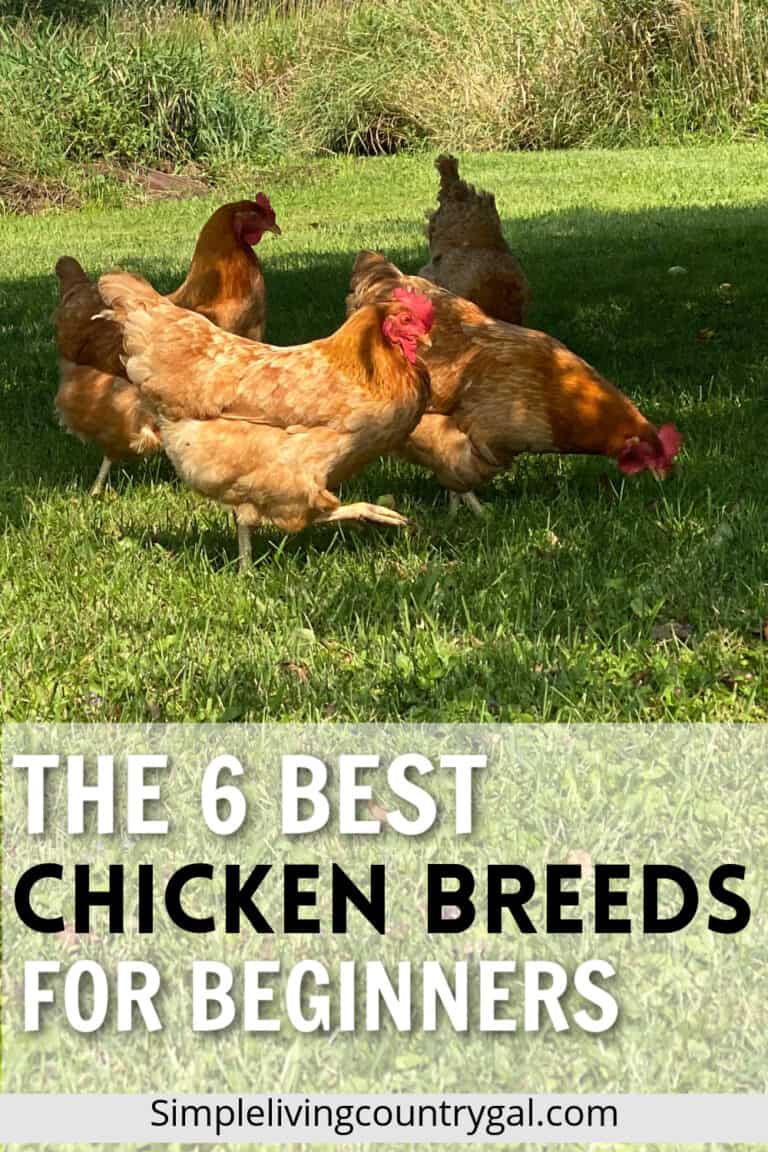 Best Chicken Breeds for Beginners | Simple Living Country Gal