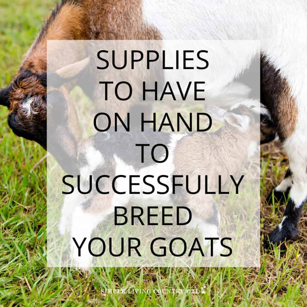 Dairy Goats Archives Simple Living Country Gal