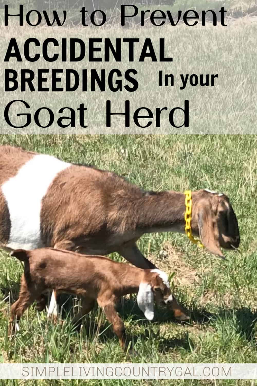 How to keep goats from breeding | Simple Living Country Gal