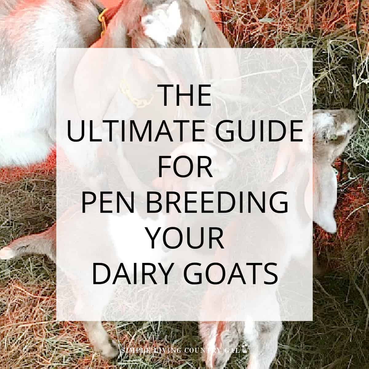 Pen Breeding Goats: A Game-Changer for Breeding Routines | Simple Living Country Gal
