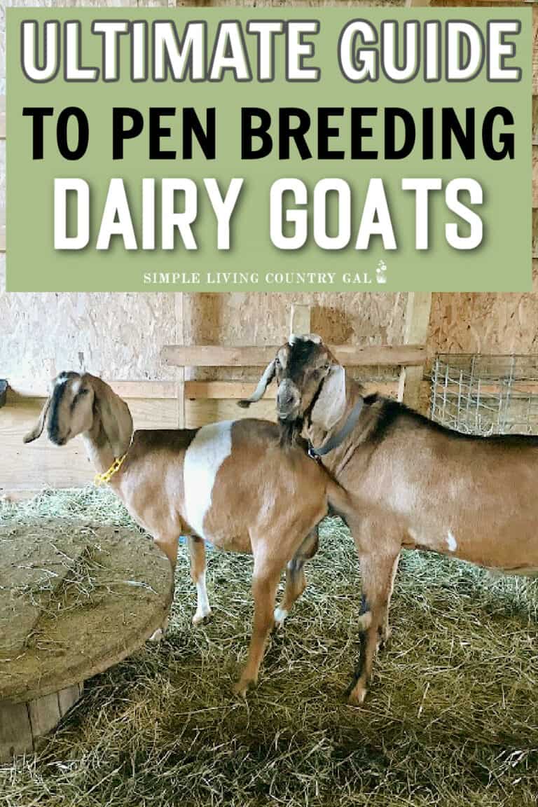 Pen Breeding Goats: A Game-Changer for Breeding Routines | Simple Living Country Gal