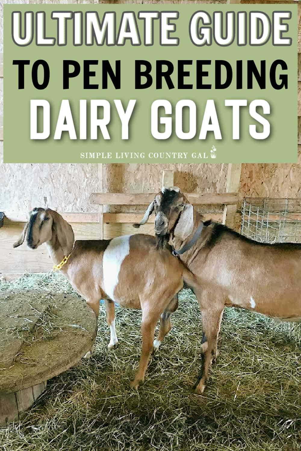 Pen Breeding Goats: A Game-Changer for Breeding Routines | Simple ...