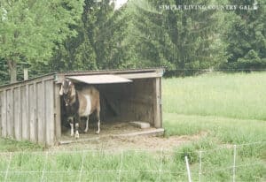 Pen Breeding Goats: A Game-Changer for Breeding Routines | Simple ...