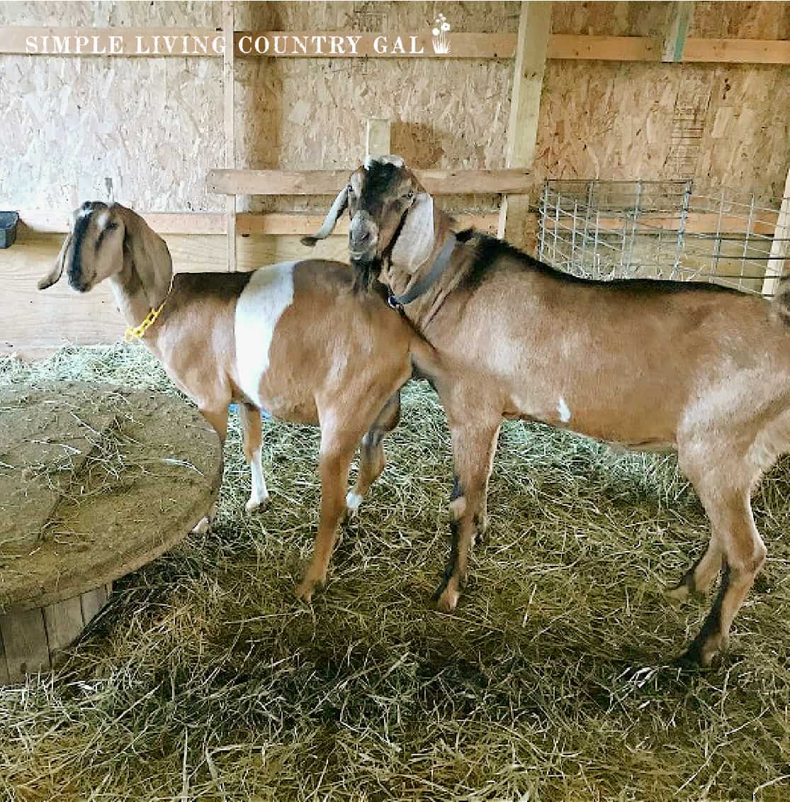 Goat Breeding Supplies | Simple Living Country Gal