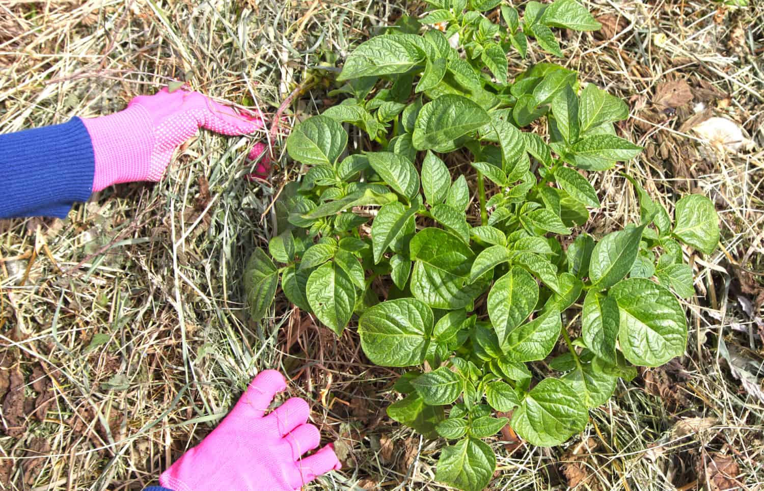 Growing Potatoes in Straw Bales | Simple Living Country Gal