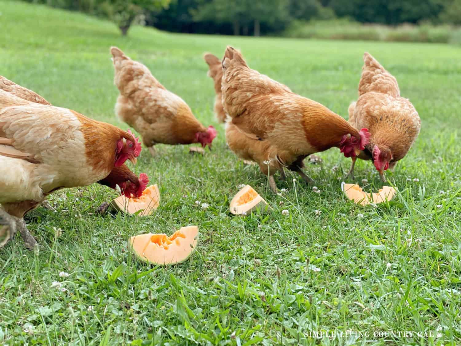 Troubleshooting Guide: Reasons Why Chickens Stop Laying Eggs | Simple ...
