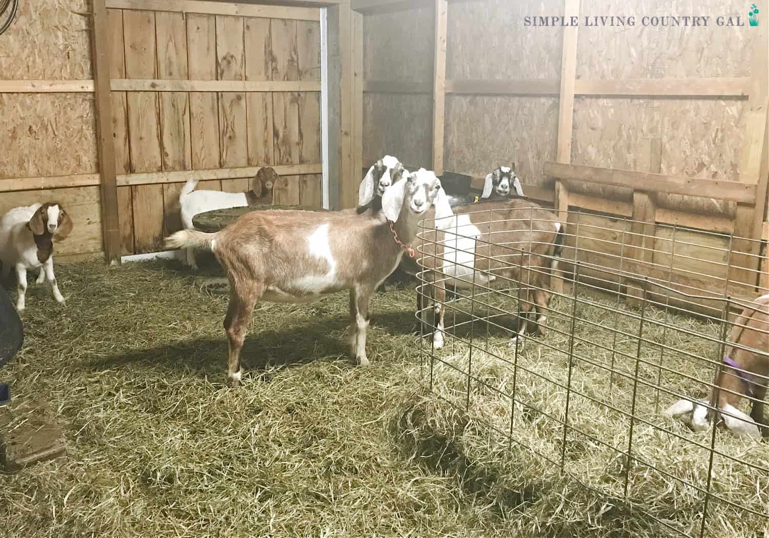 Pen Breeding Goats: A Game-Changer for Breeding Routines | Simple ...