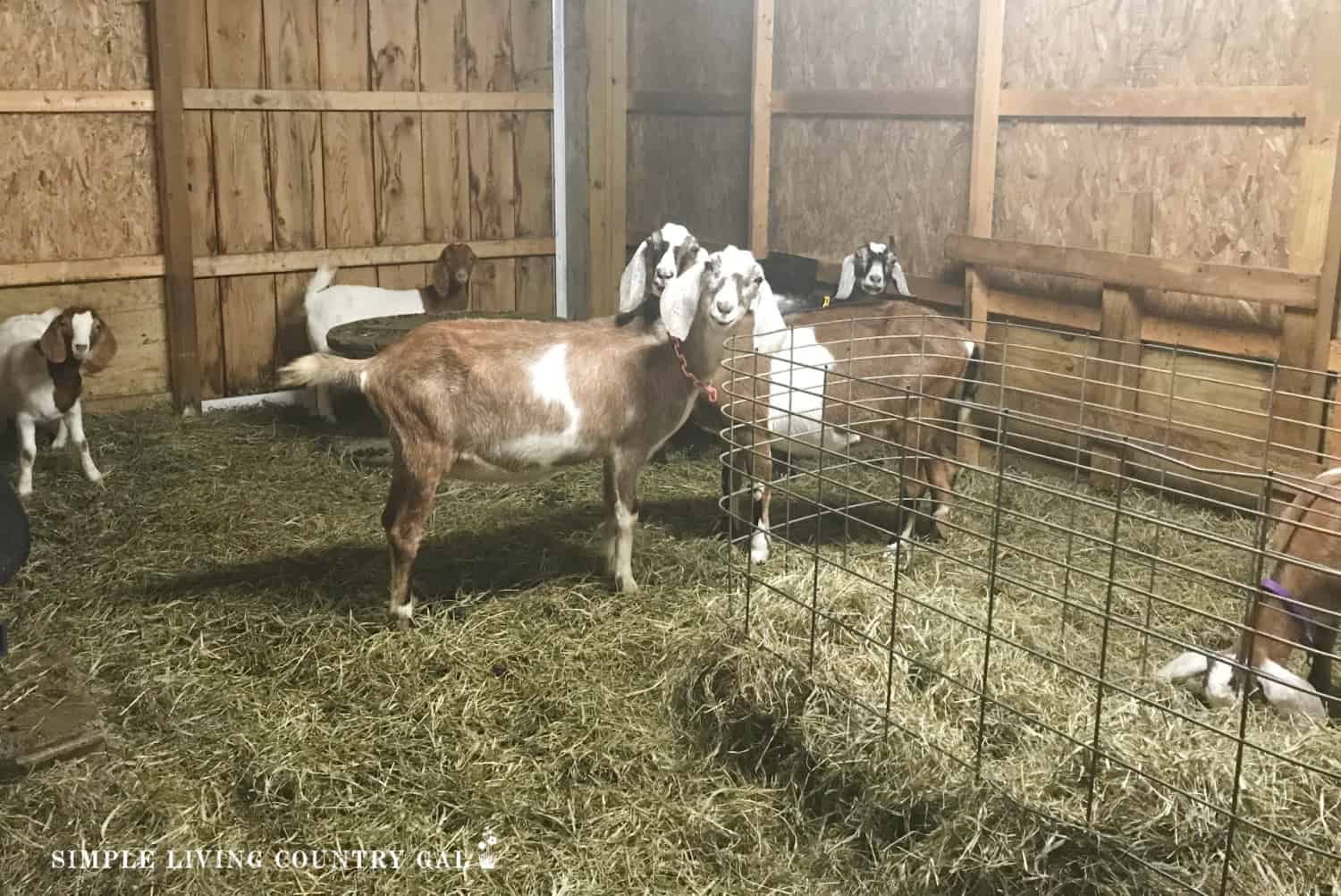 Pen Breeding Goats | Simple Living Country Gal