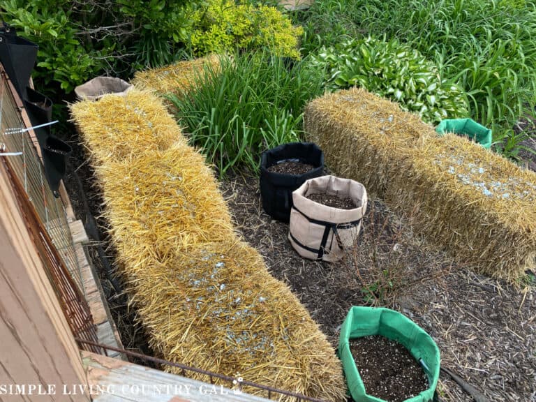 Growing Potatoes in Straw Bales | Simple Living Country Gal