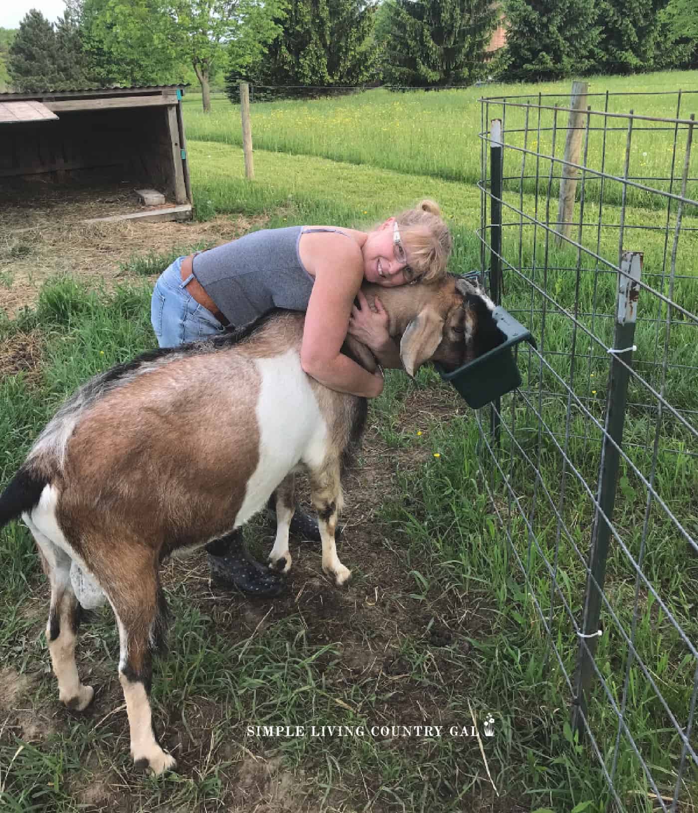 Pen Breeding Goats: A Game-Changer for Breeding Routines | Simple ...