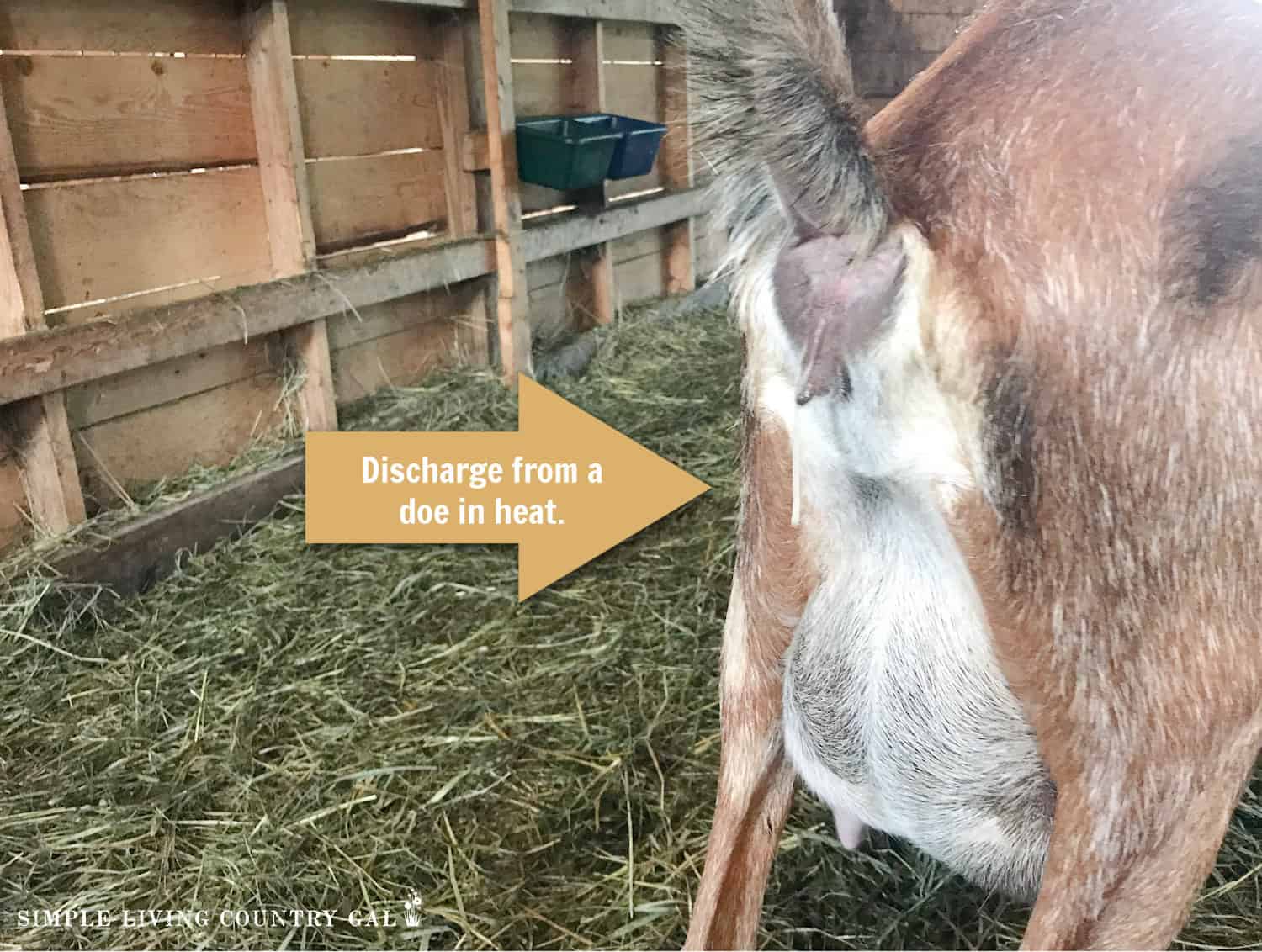 Pen Breeding Goats: A Game-Changer for Breeding Routines | Simple ...