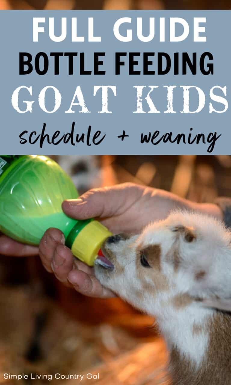 bottle baby goat feeding schedule | Simple Living Country Gal