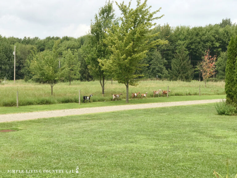 The Ultimate Guide to Teaching Goats to Come When Called | Simple ...