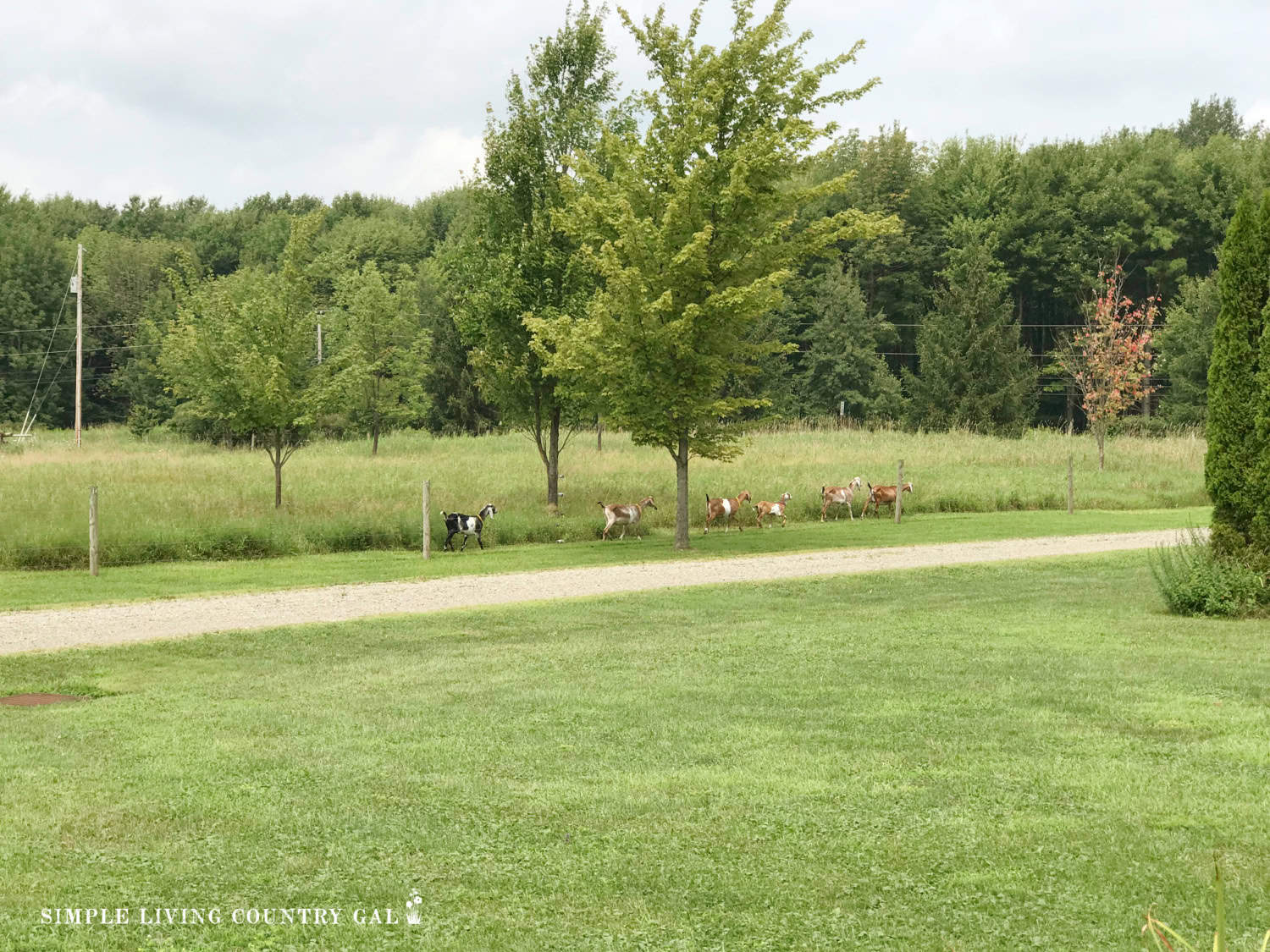 The Ultimate Guide to Teaching Goats to Come When Called | Simple ...