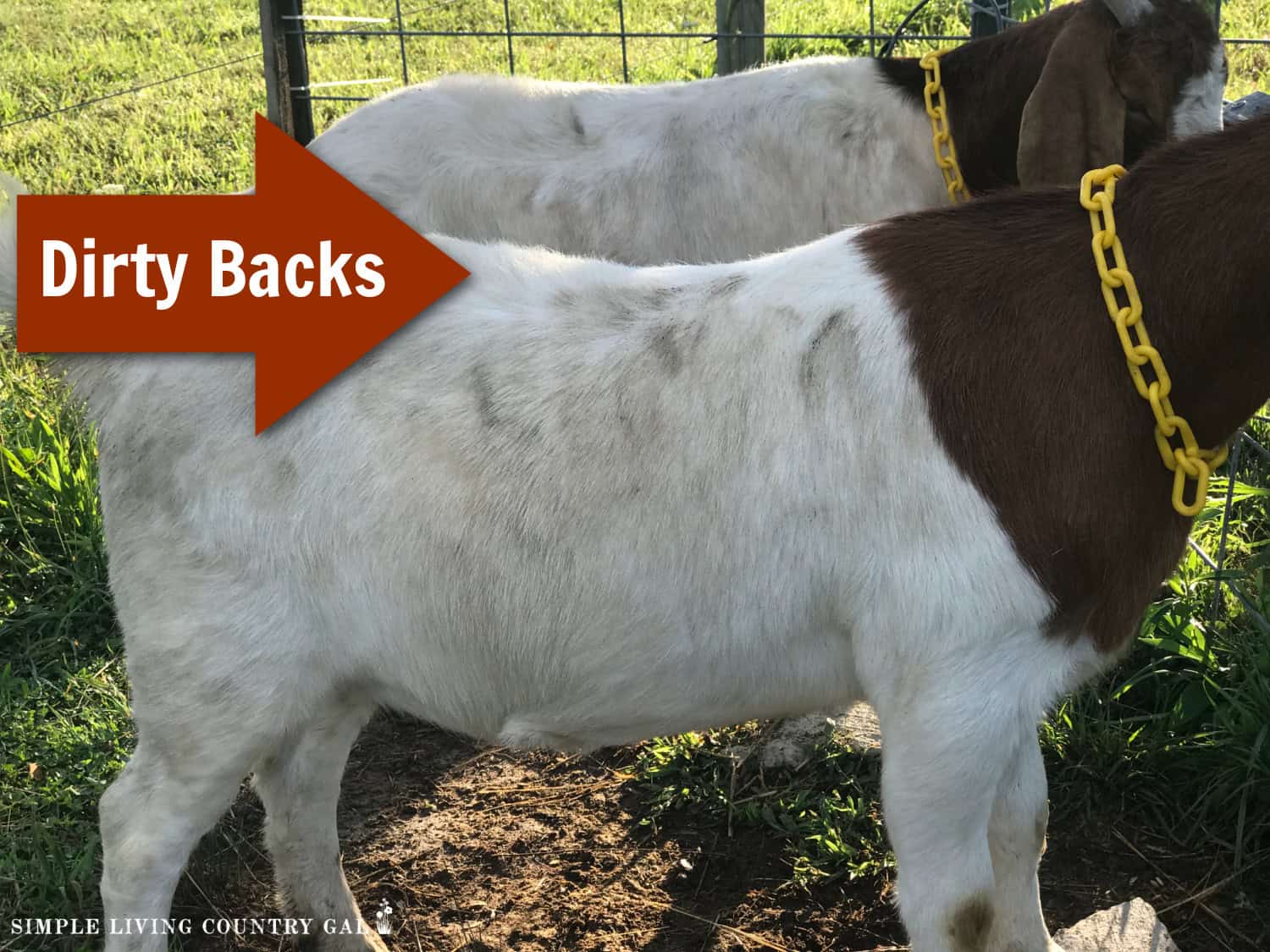How to keep goats from breeding | Simple Living Country Gal