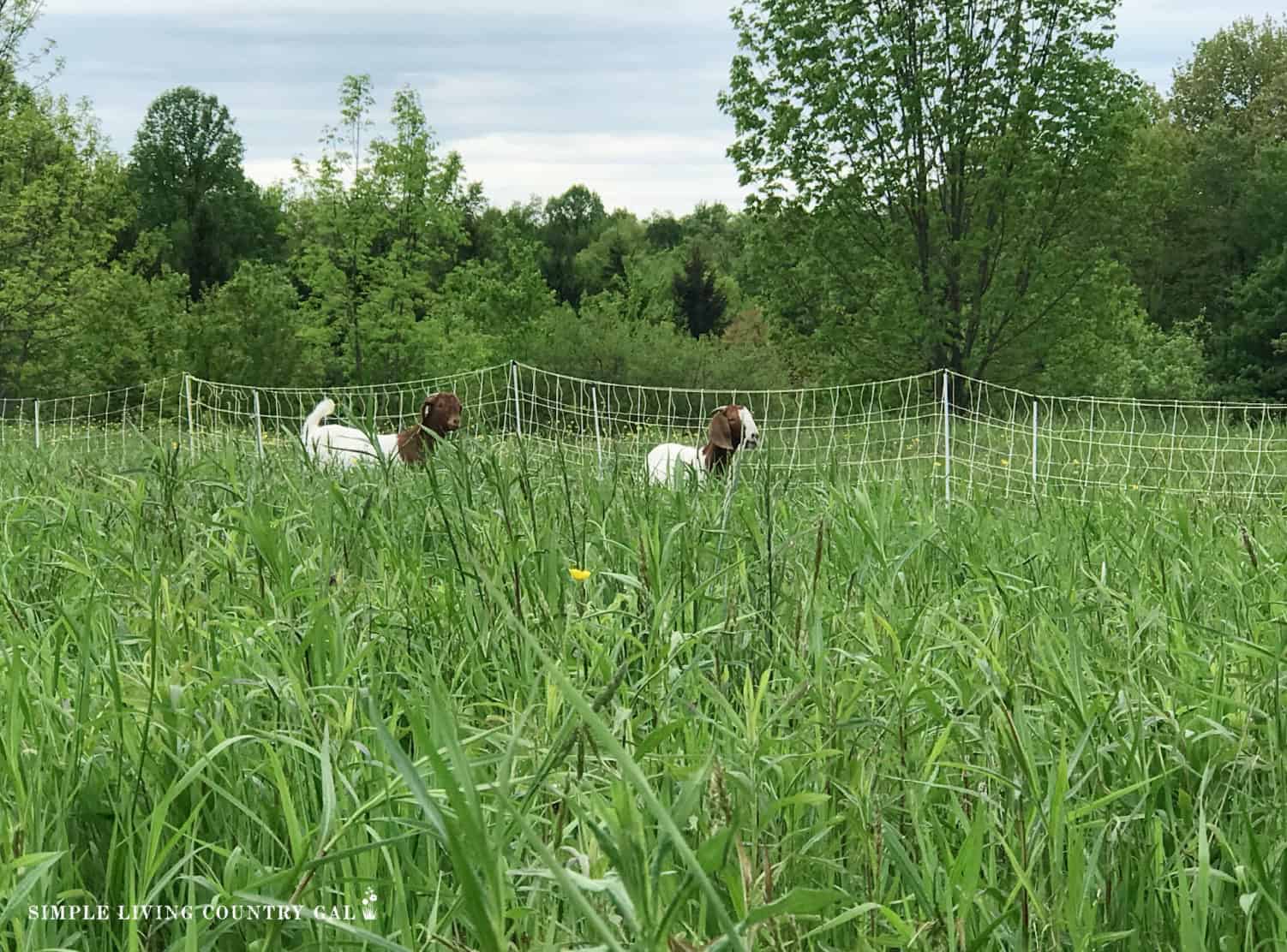 Fencing for Goats in Pasture | Simple Living Country Gal