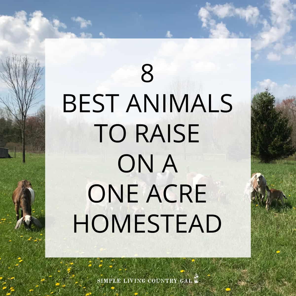 Best Animals for 1 Acre Homestead | Simple Living Country Gal