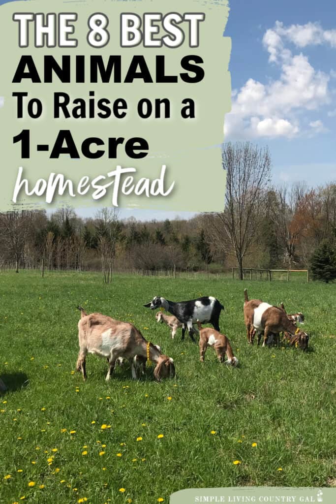 Best Animals for 1 Acre Homestead | Simple Living Country Gal