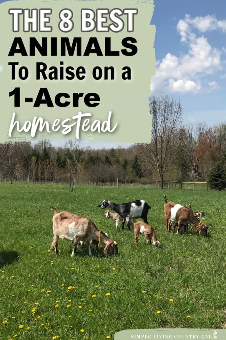 Best Animals for 1 Acre Homestead | Simple Living Country Gal
