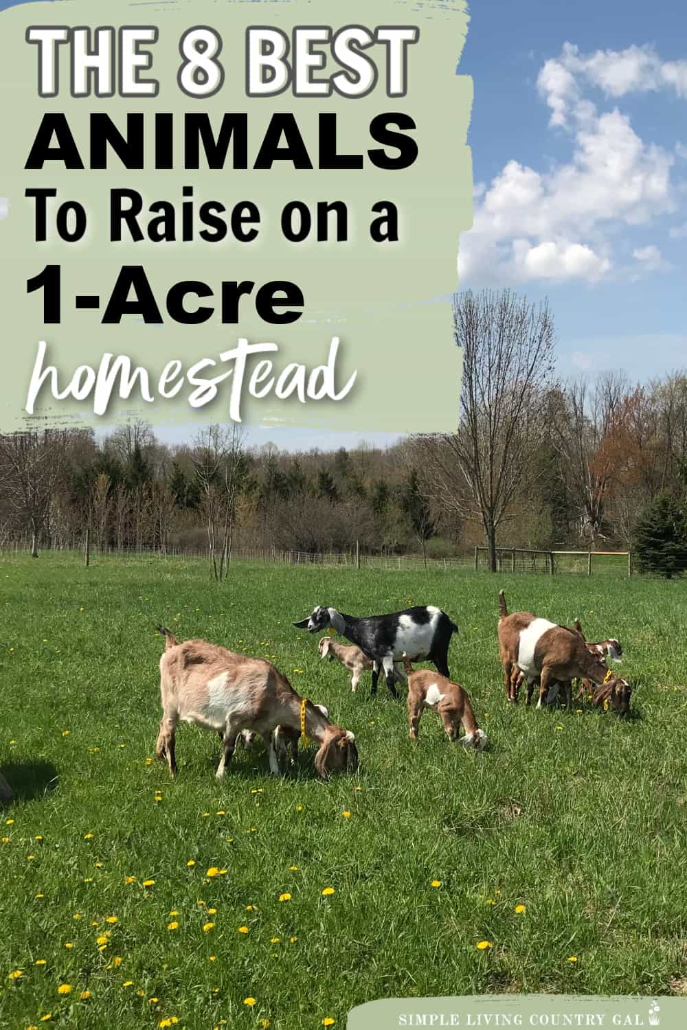 Best Animals for 1 Acre Homestead | Simple Living Country Gal