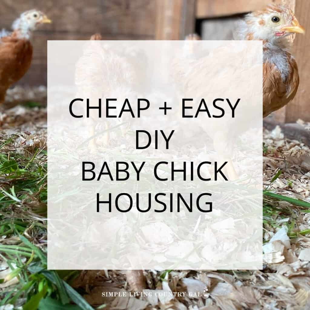 Backyard Chickens Archives - Simple Living Country Gal