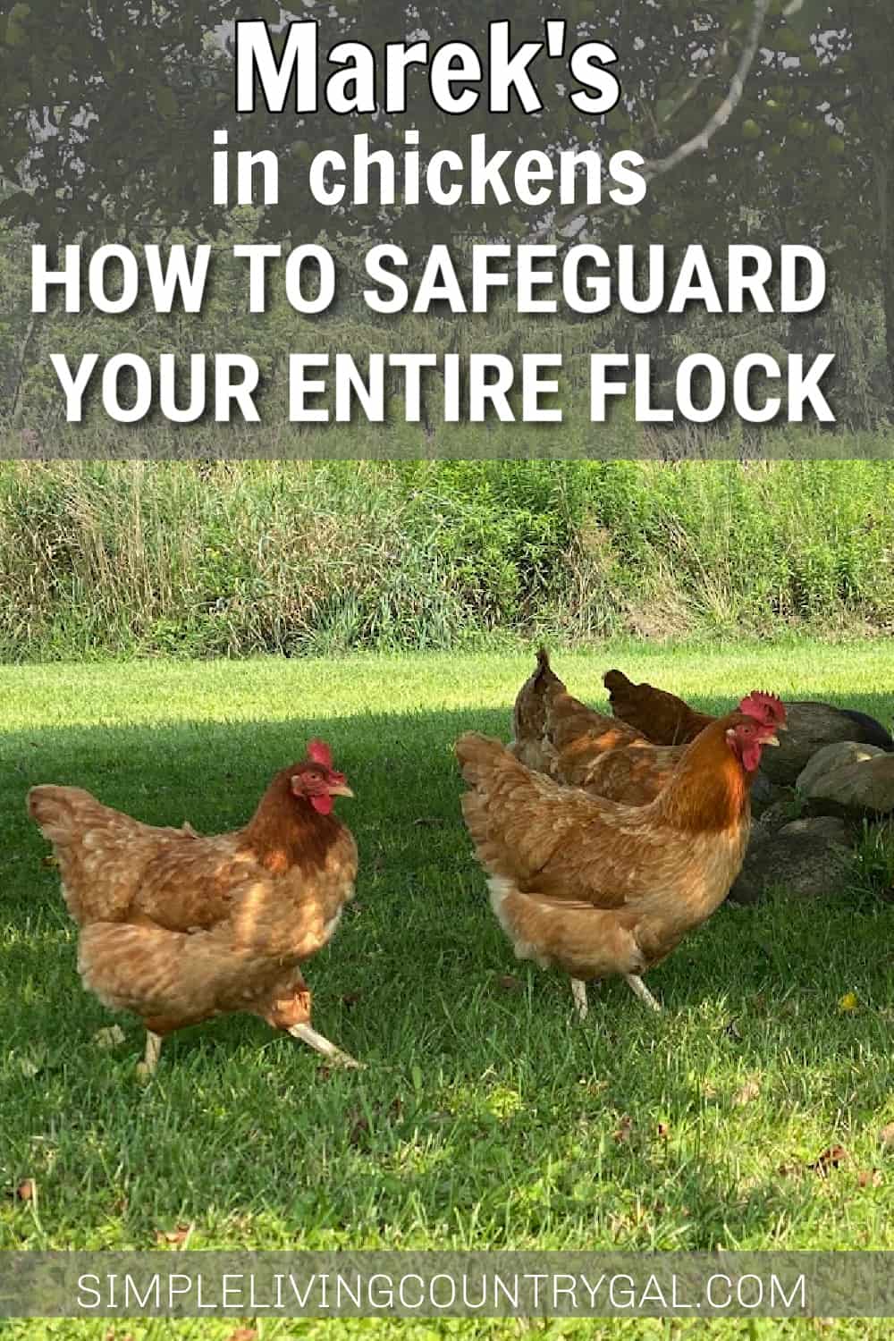 Marek's Disease in Chickens | Simple Living Country Gal