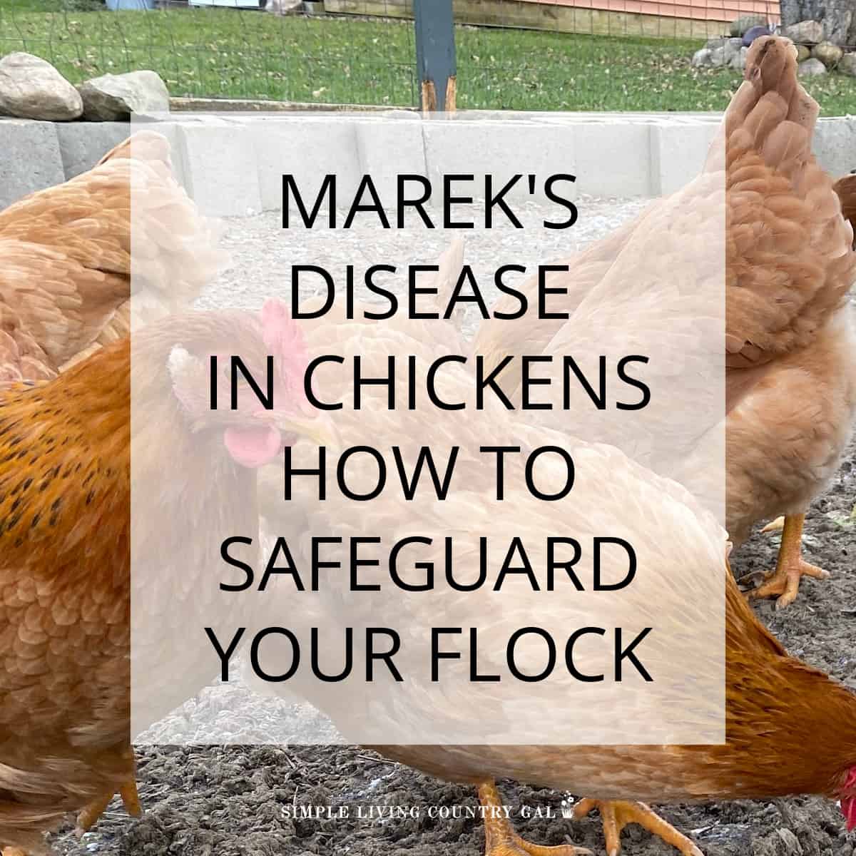 Marek's Disease in Chickens | Simple Living Country Gal