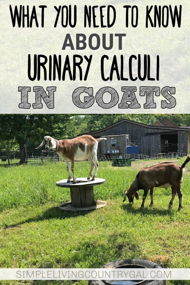 Signs of Urinary Calculi in Goats | Simple Living Country Gal