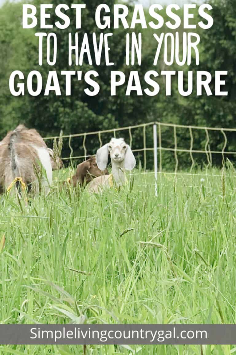 What to Plant for Goat Pasture | Simple Living Country Gal