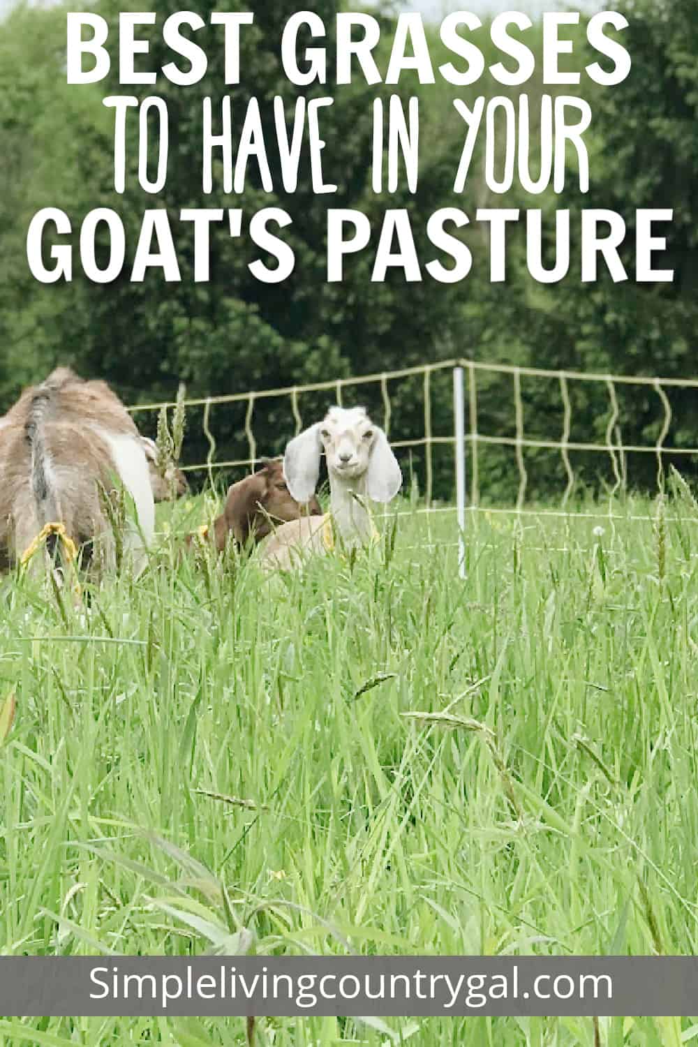 What to Plant for Goat Pasture | Simple Living Country Gal