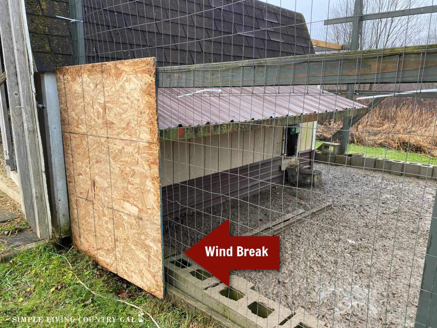 Cold Hardy Chicken Breeds | Simple Living Country Gal