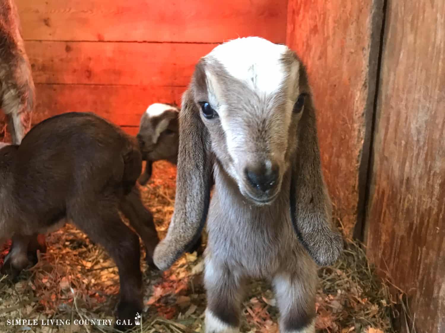 How Do You Know When a Goat is Finished Kidding? | Simple Living ...