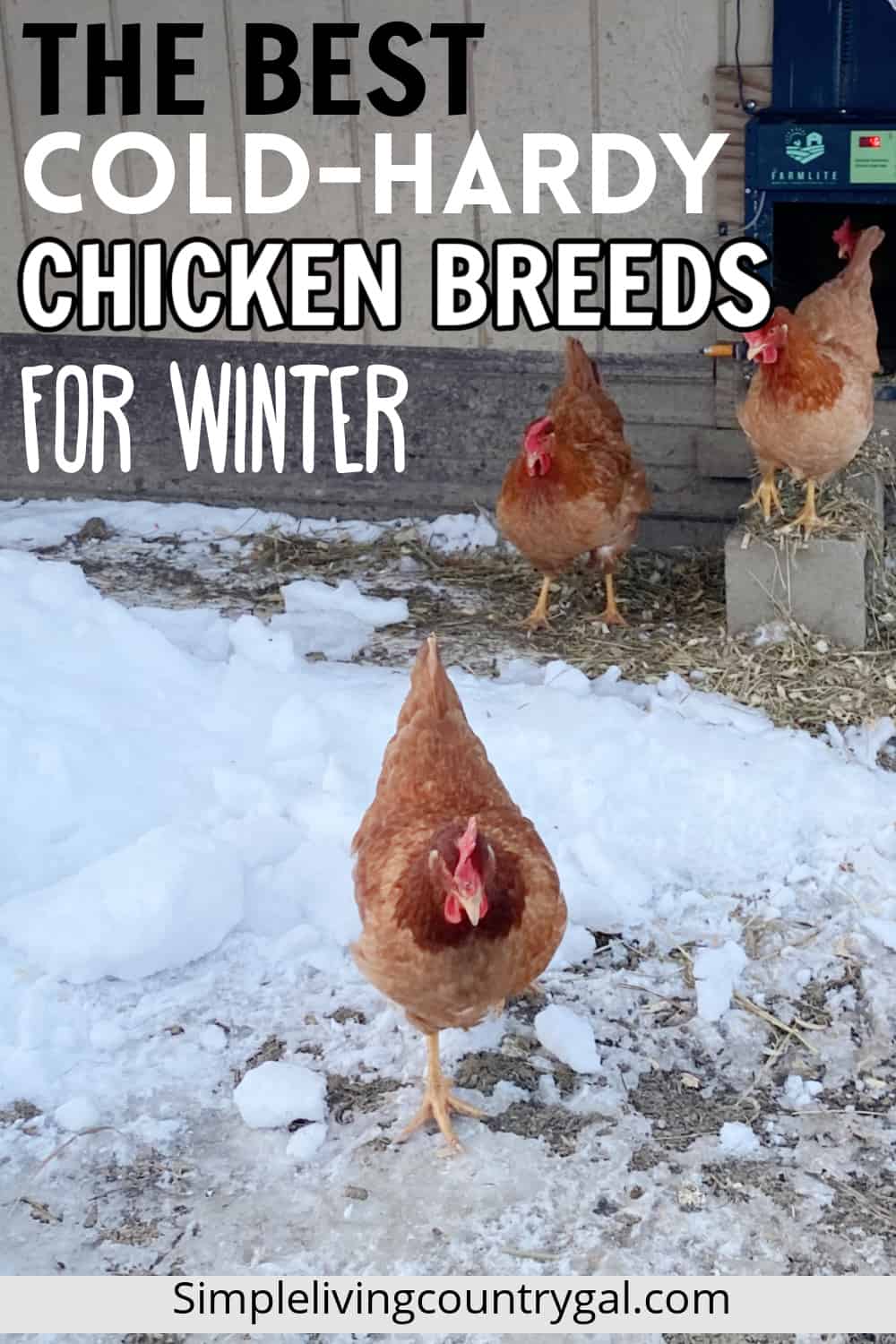 Cold Hardy Chicken Breeds | Simple Living Country Gal