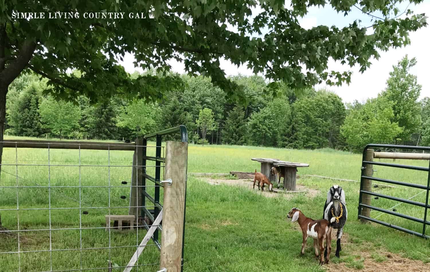 What To Plant For Goat Pasture at Charlott Leff blog