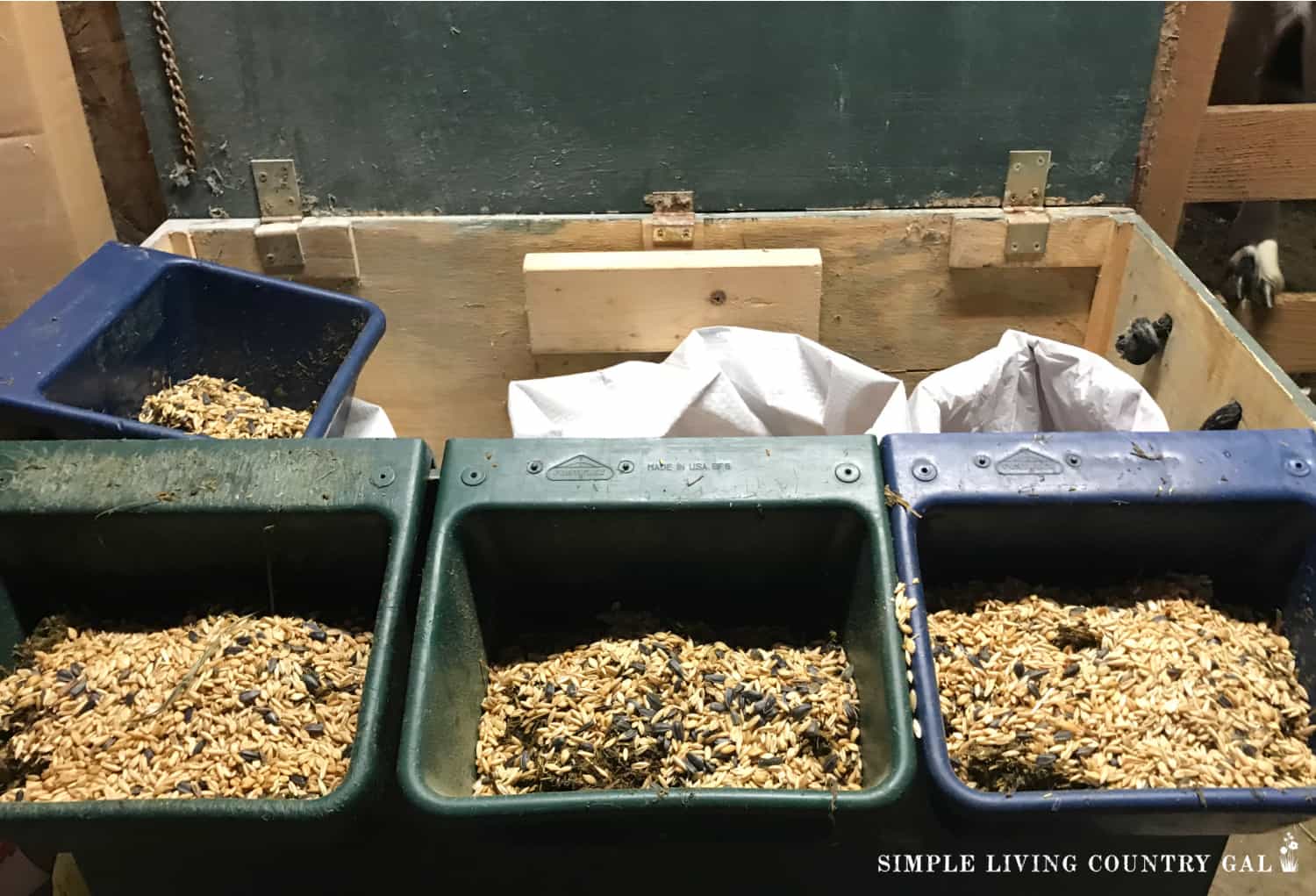 Goat Feeding Schedule | Simple Living Country Gal