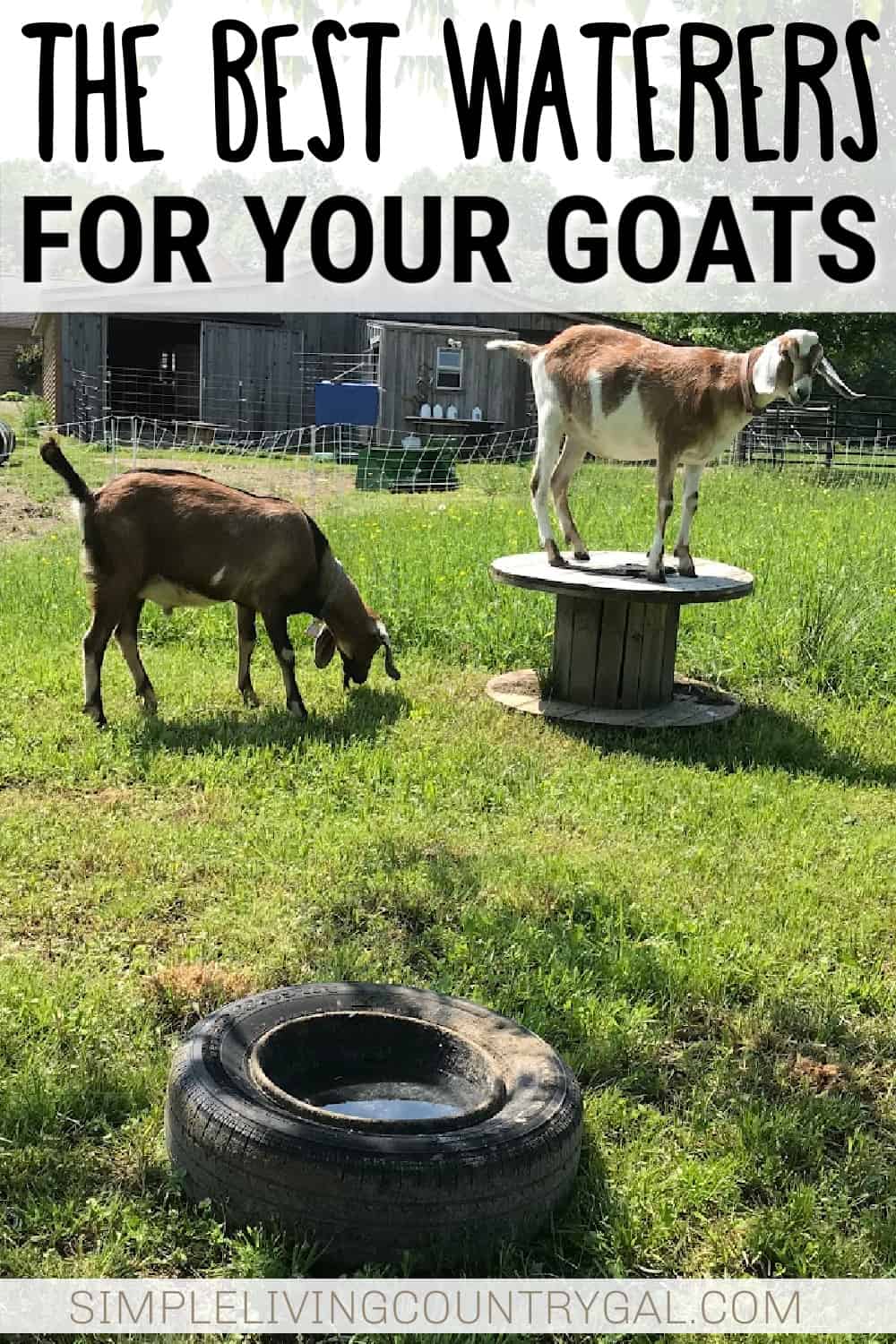 Goat Watering Ideas | Simple Living Country Gal