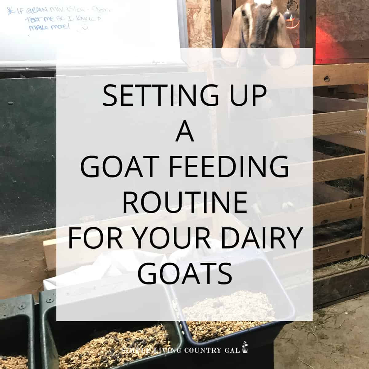 Kid Goat Feeding Schedule at Troy Musselman blog