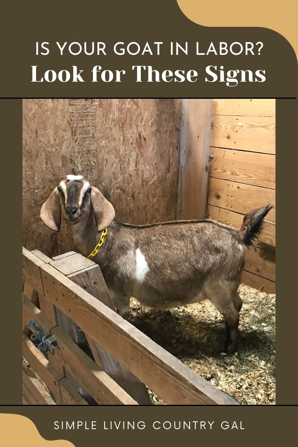 Goat Kidding Signs: How to Tell If Your Goat is in Labor | Simple ...